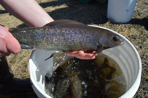 Foundation | Consumers Energy