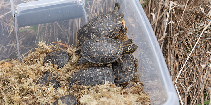 Turtle Story | Consumers Energy